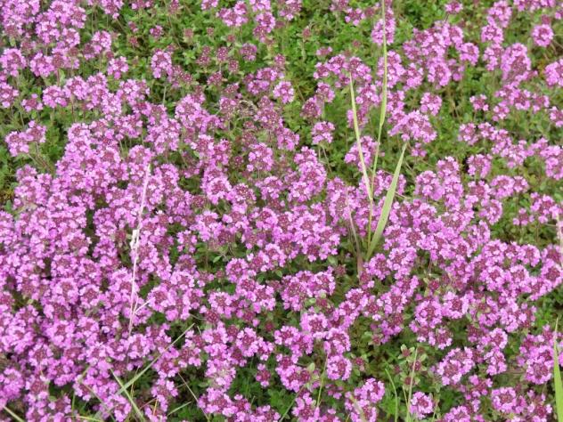 Flor de tomillo ¡Lo que NO sabias sobre el TOMILLO!