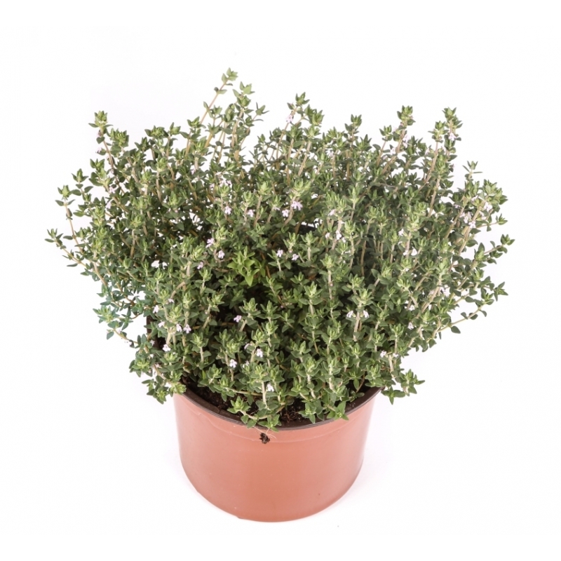 Tomillo cuidados ¡Lo que NO sabias sobre el TOMILLO!