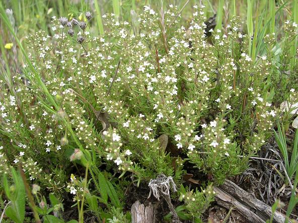 Flor de tomillo ¡Lo que NO sabias sobre el TOMILLO!